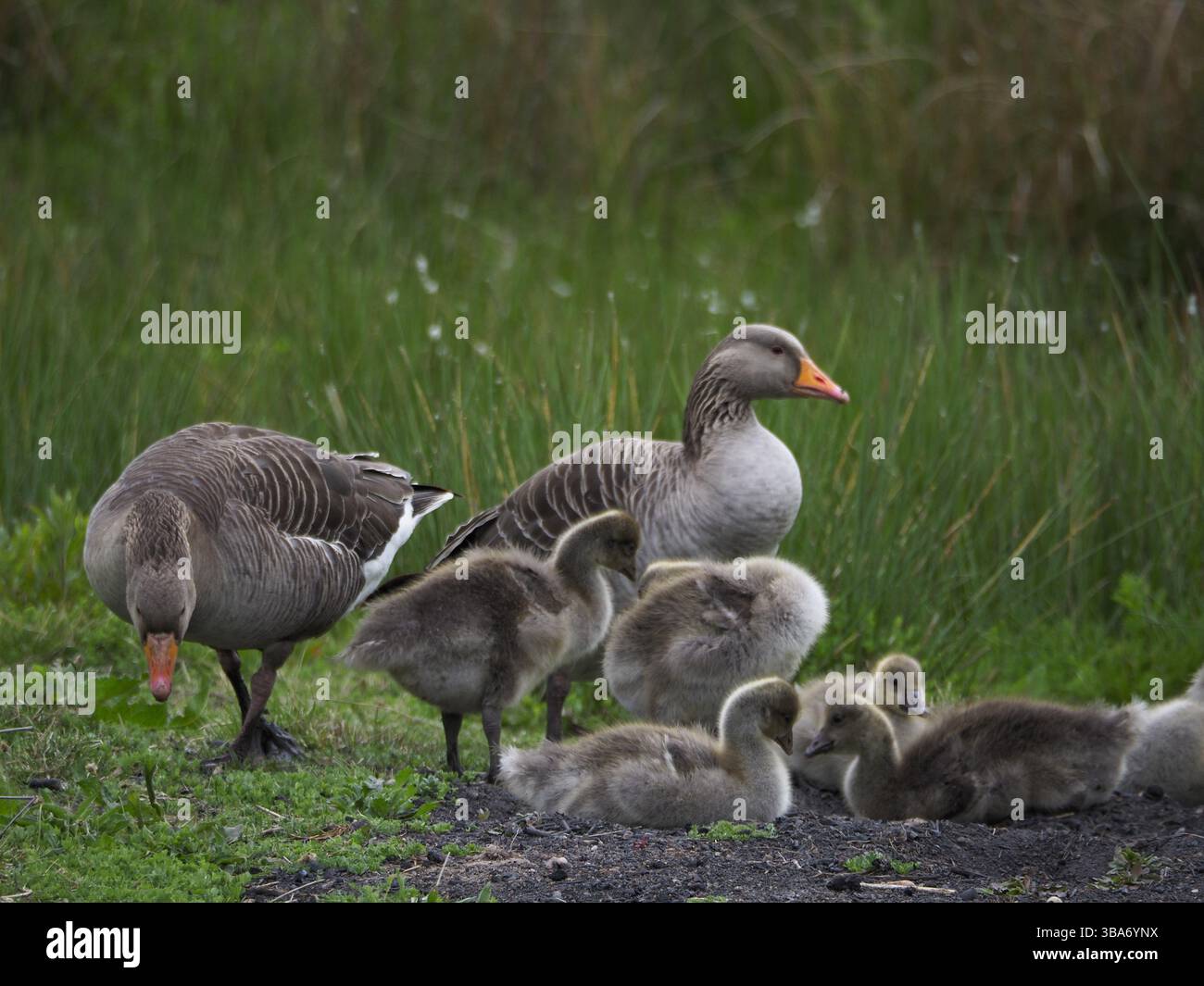 Birds family mother bird hi-res stock photography and images - Alamy
