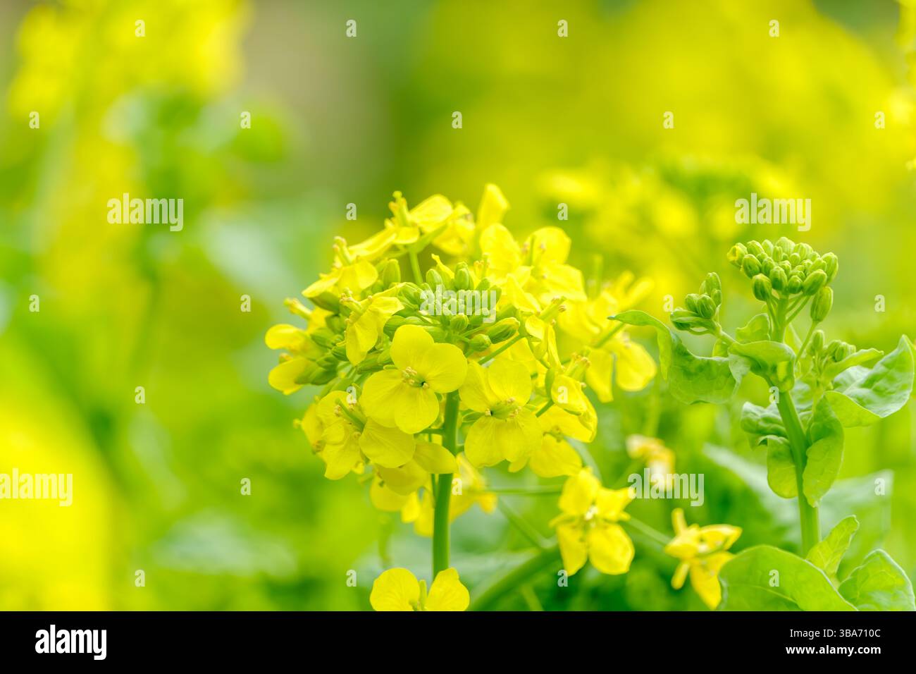 Verdant field cluster hi-res stock photography and images - Alamy