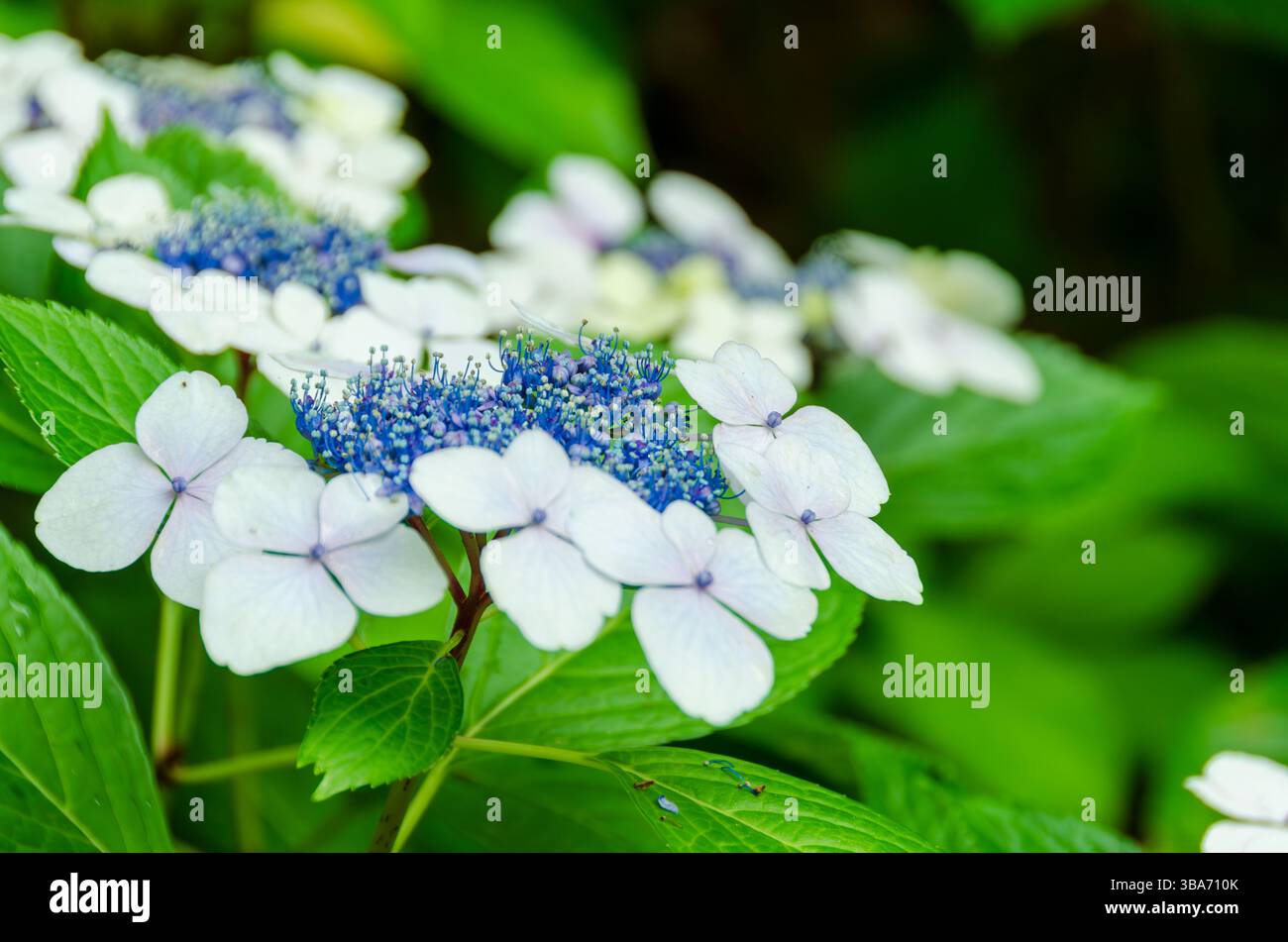 Delicate White Lacecap Hydrangeas Amid Vibrant Green Foliage Stock ...