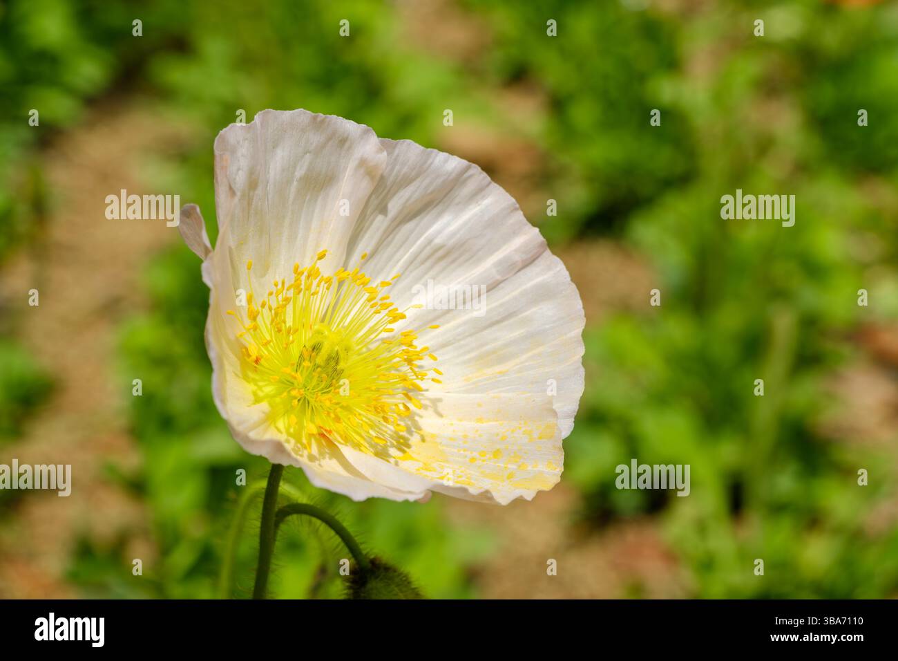 Delicate White Poppy Flower with Radiant Yellow Center in Sunlight ...