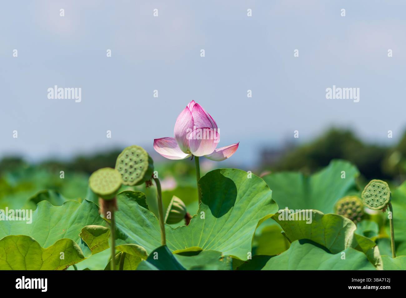 Pink Lotus Blossom Standing Tall Above Lush Green Leaves Stock Photo ...