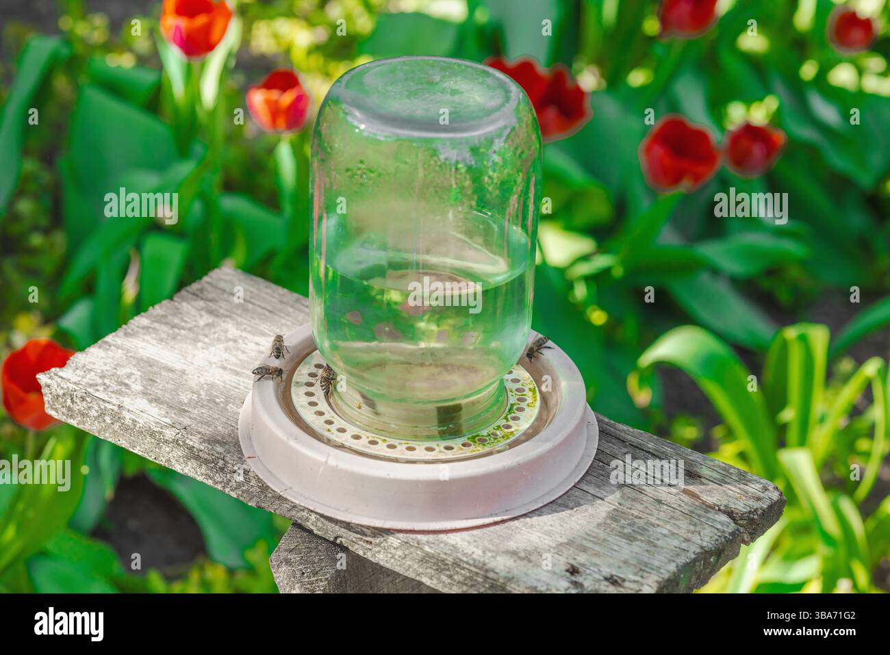 Traditional bee water feeder with bees drinking, surrounded by blooming ...