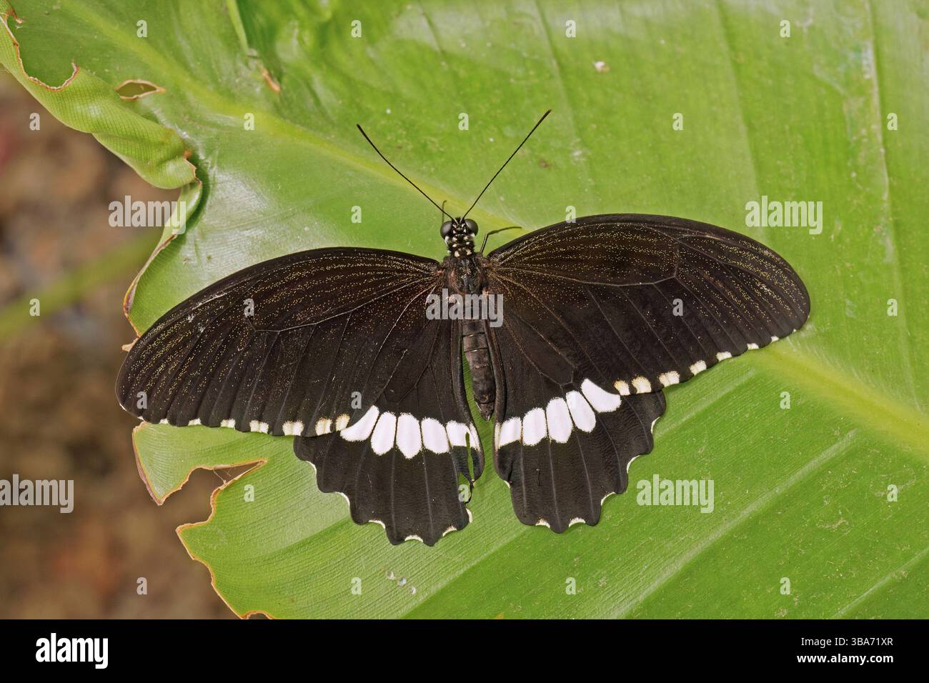 male specimen of common mormon butterfly, Papilio polytes, Papilionidae ...