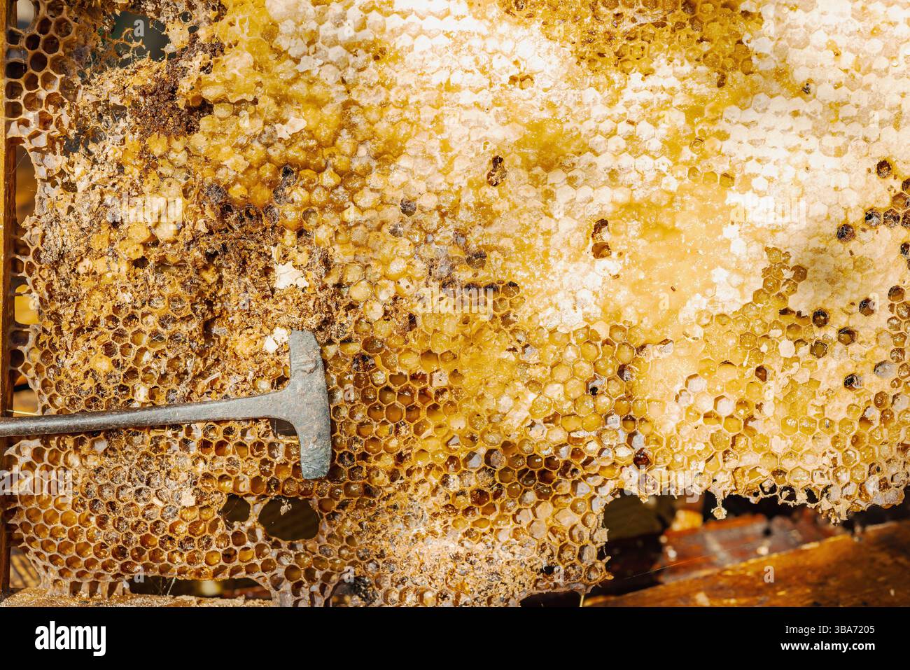 Close-up of a honeycomb with wax moth damage and Varroa mite ...