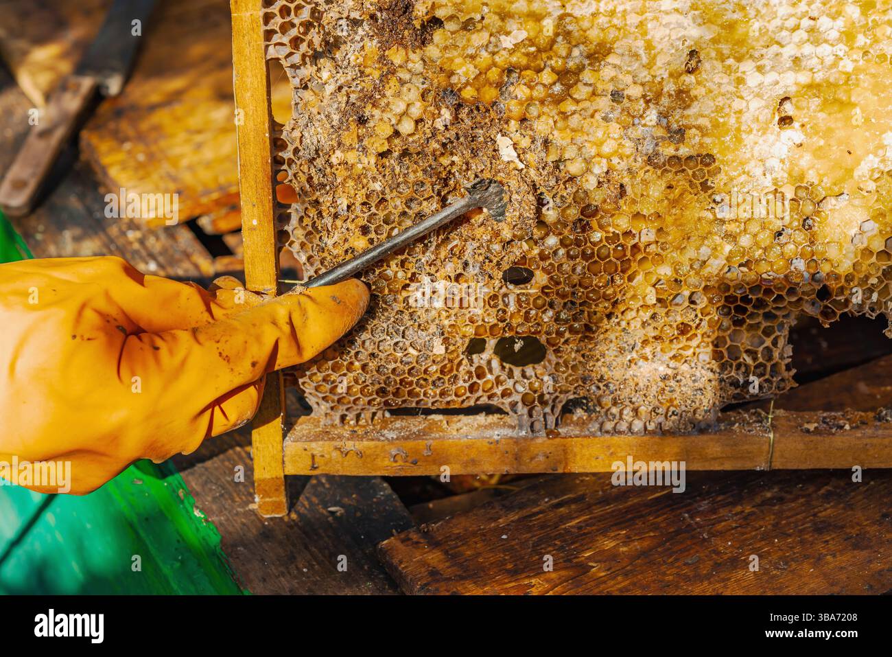 Close-up of a honeycomb with wax moth damage and Varroa mite ...