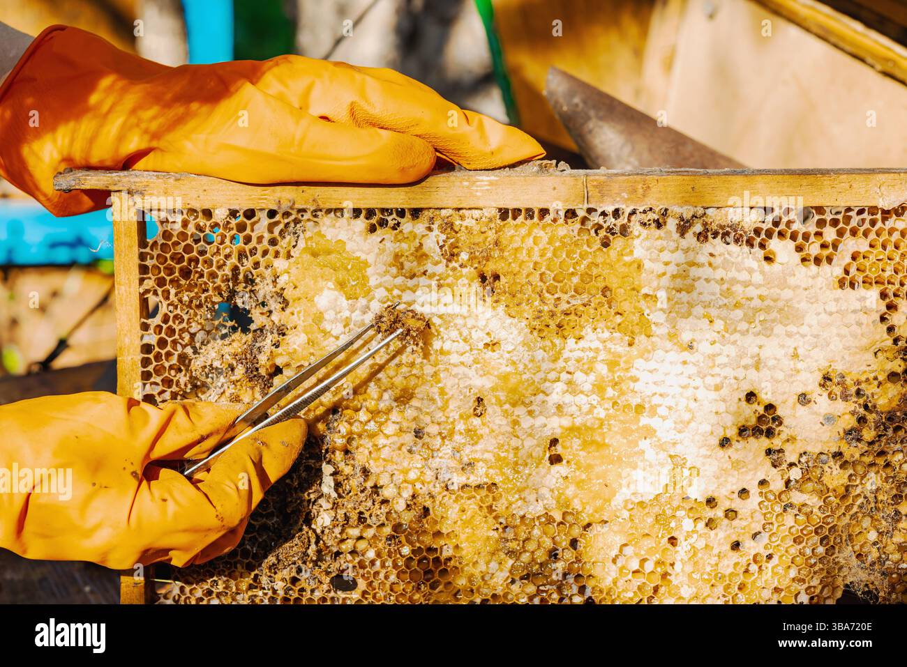 Close-up of a honeycomb with wax moth damage and Varroa mite ...