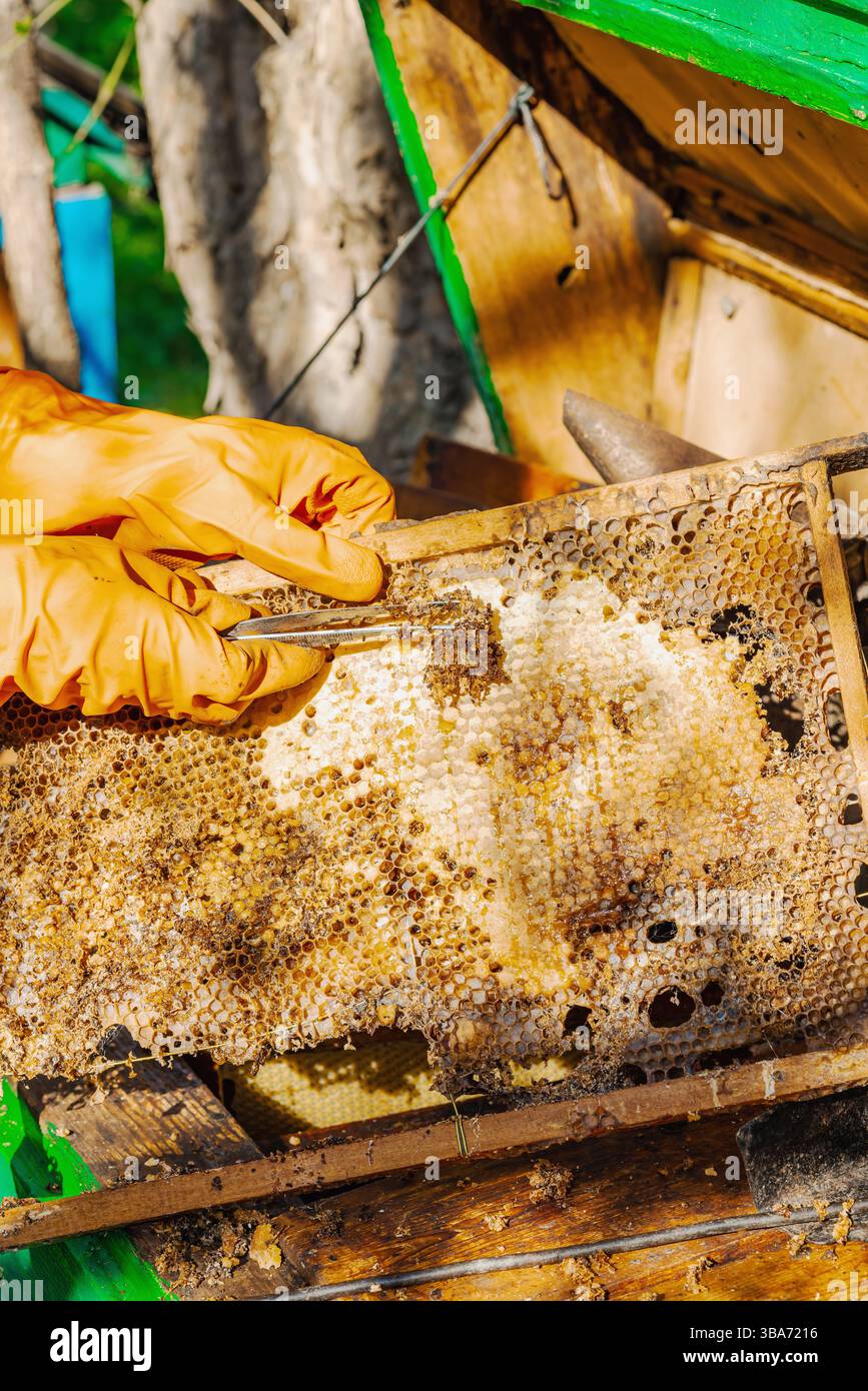 Close-up of a honeycomb with wax moth damage and Varroa mite ...