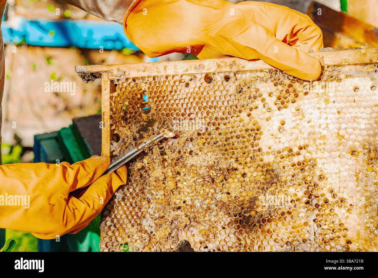 Close-up of a honeycomb with wax moth damage and Varroa mite ...