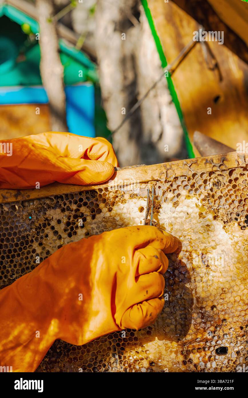Close-up of a honeycomb with wax moth damage and Varroa mite ...
