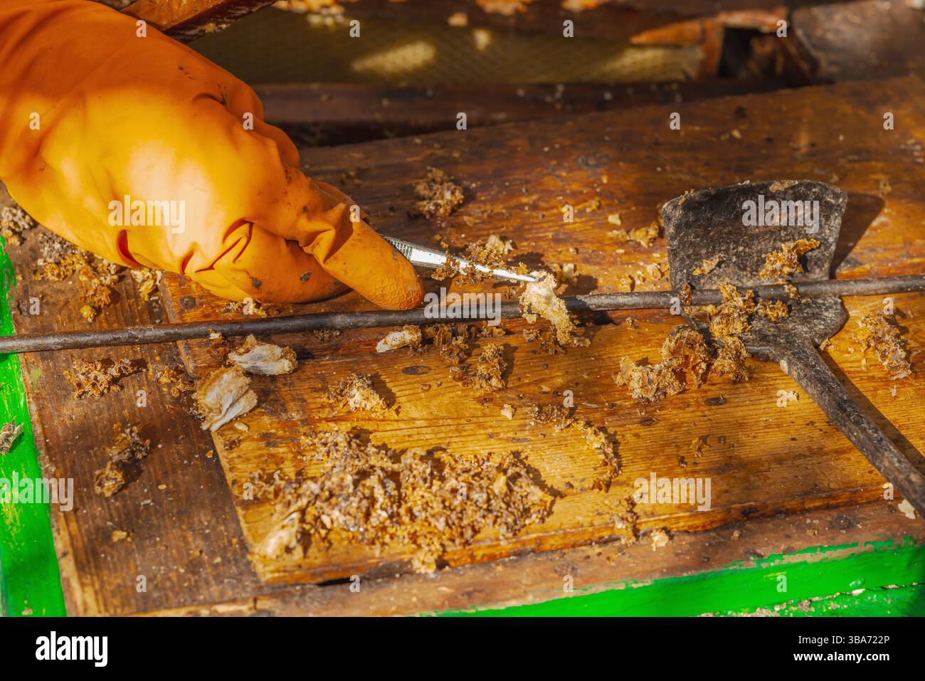 Close-up of a honeycomb with wax moth damage and Varroa mite ...