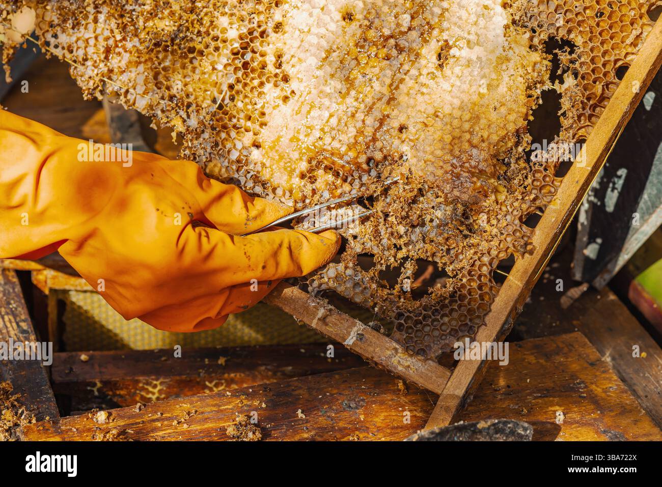 Close-up of a honeycomb with wax moth damage and Varroa mite ...