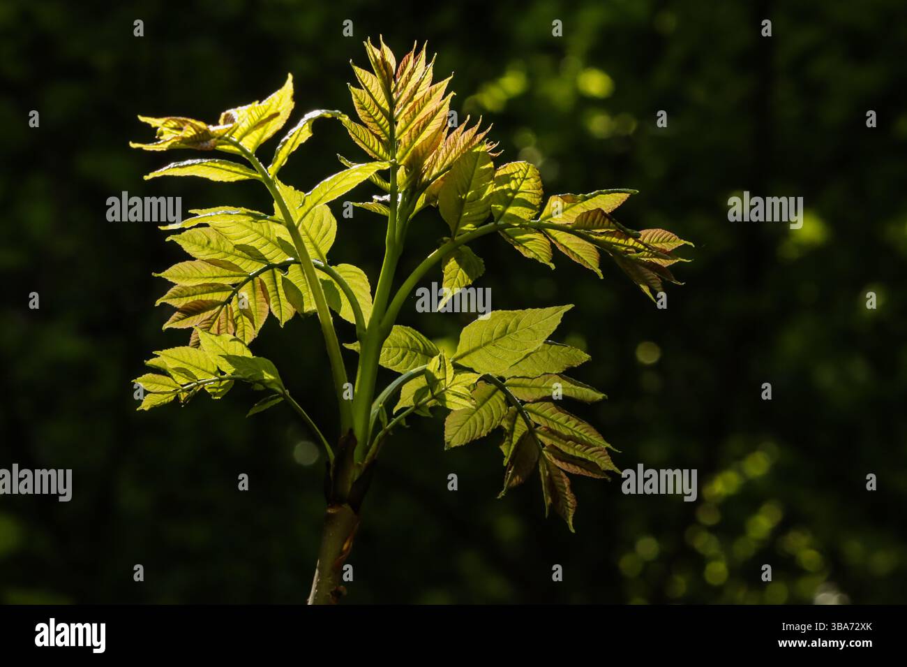Foliage ash tree hi-res stock photography and images - Alamy