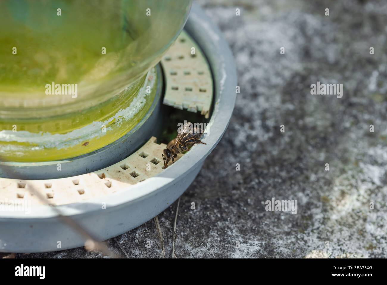 Traditional bee water feeder with bees drinking. Emphasizing care for ...