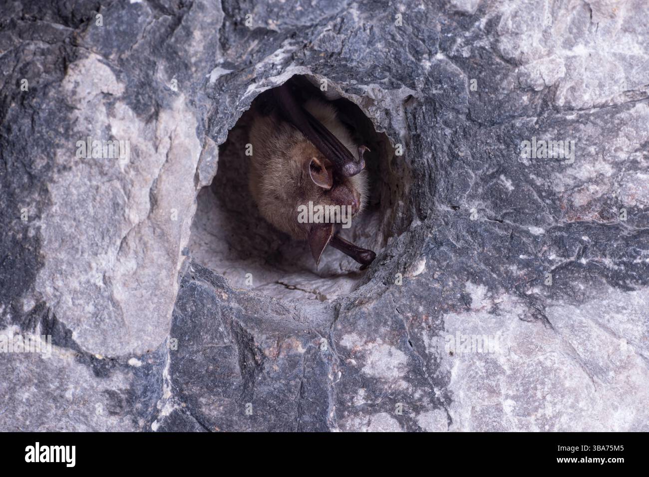 Close up strange animal Greater mouse-eared bat Myotis myotis hanging ...