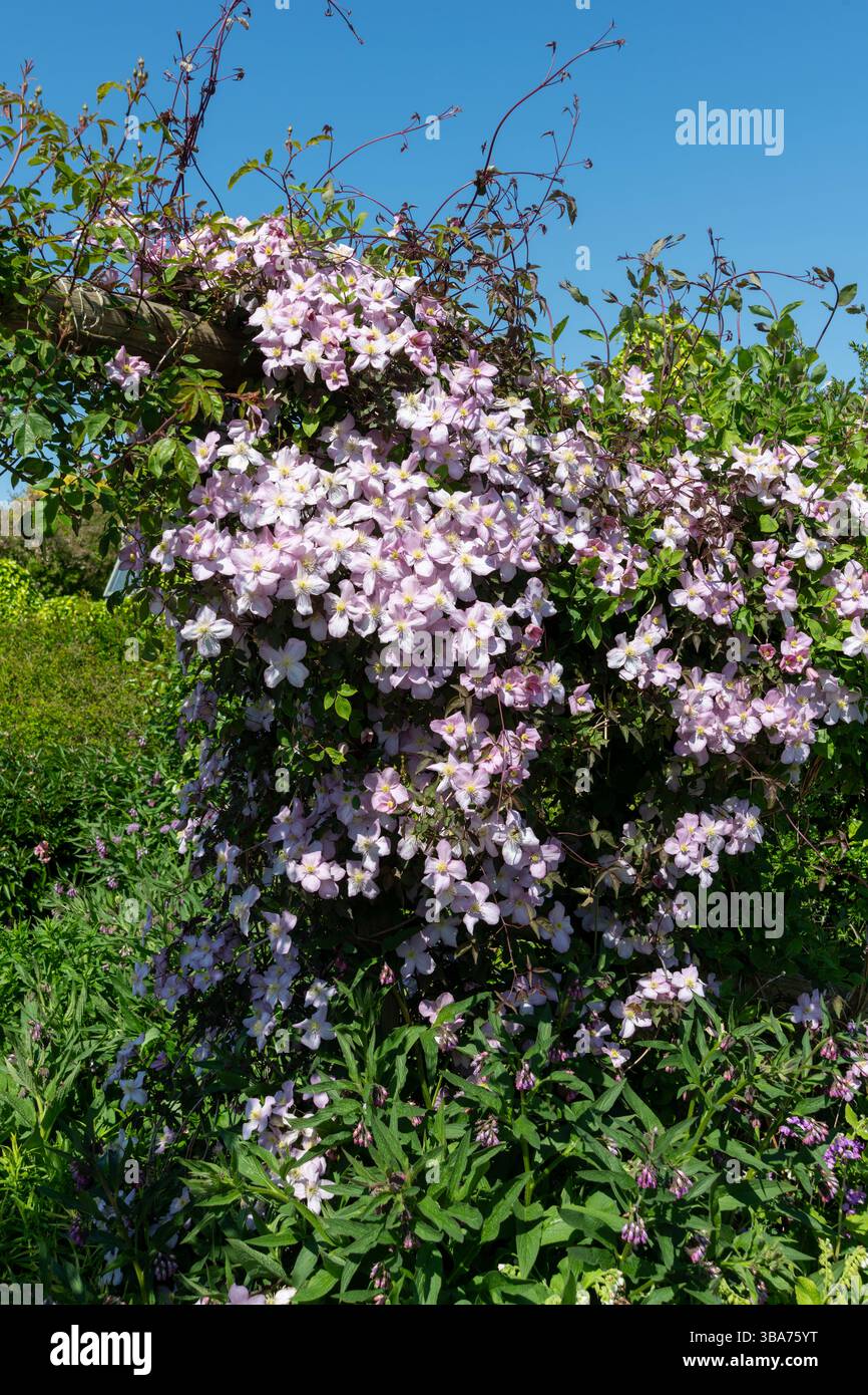 Mountain clematis ( Clematis montana) against a garden wall in the ...