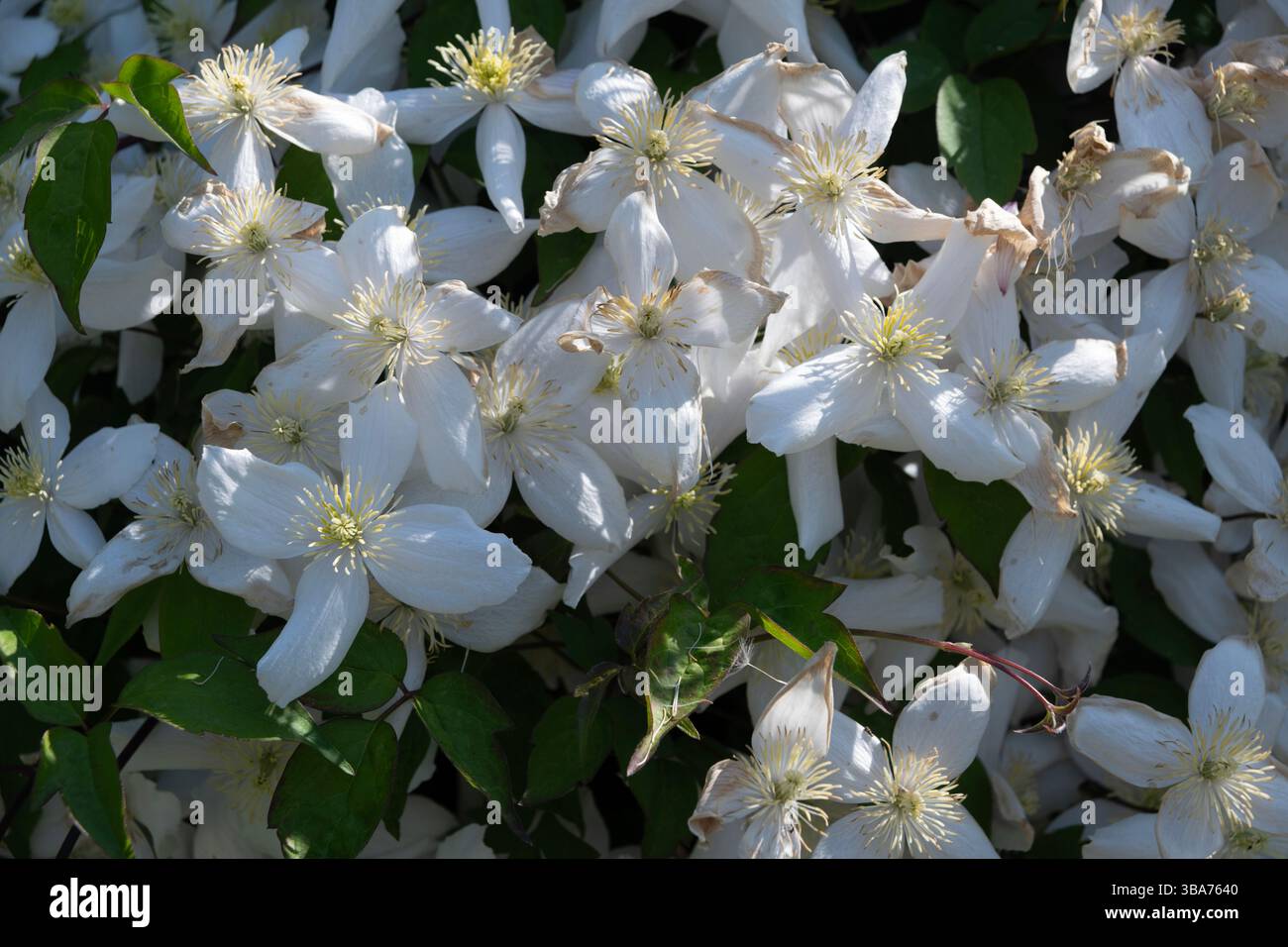 Mountain clematis ( Clematis montana) against a garden wall in the ...