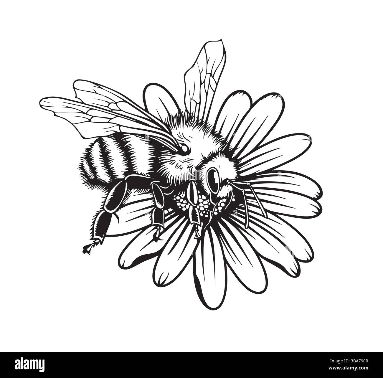 Honey bee flying sketch on white background. Vintage drawing, outline vector etching Stock ...