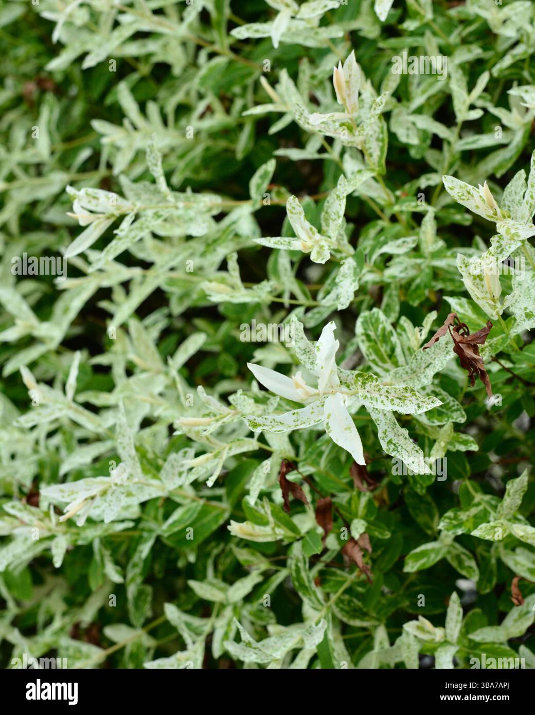Japanese Willow close-up of young variegated leaves emerging, Salix ...
