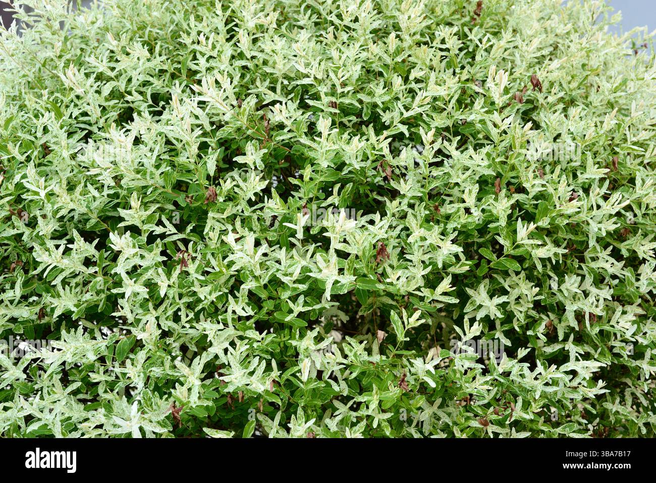 Japanese Willow or Salix integra 'Hakuro-Nishiki' new leaves in spring ...