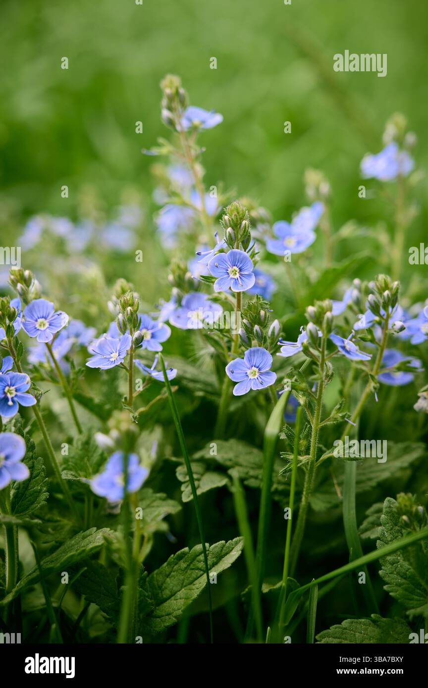 A beautiful veronica flowers in a summer meadow. Veronica blossoms in ...