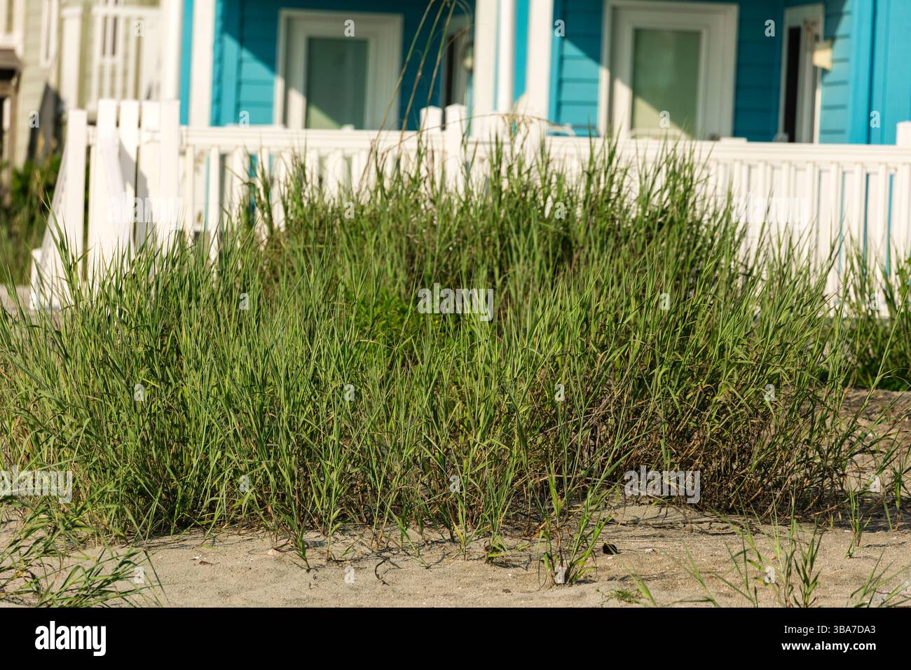 Bitter panicgrass hi-res stock photography and images - Alamy