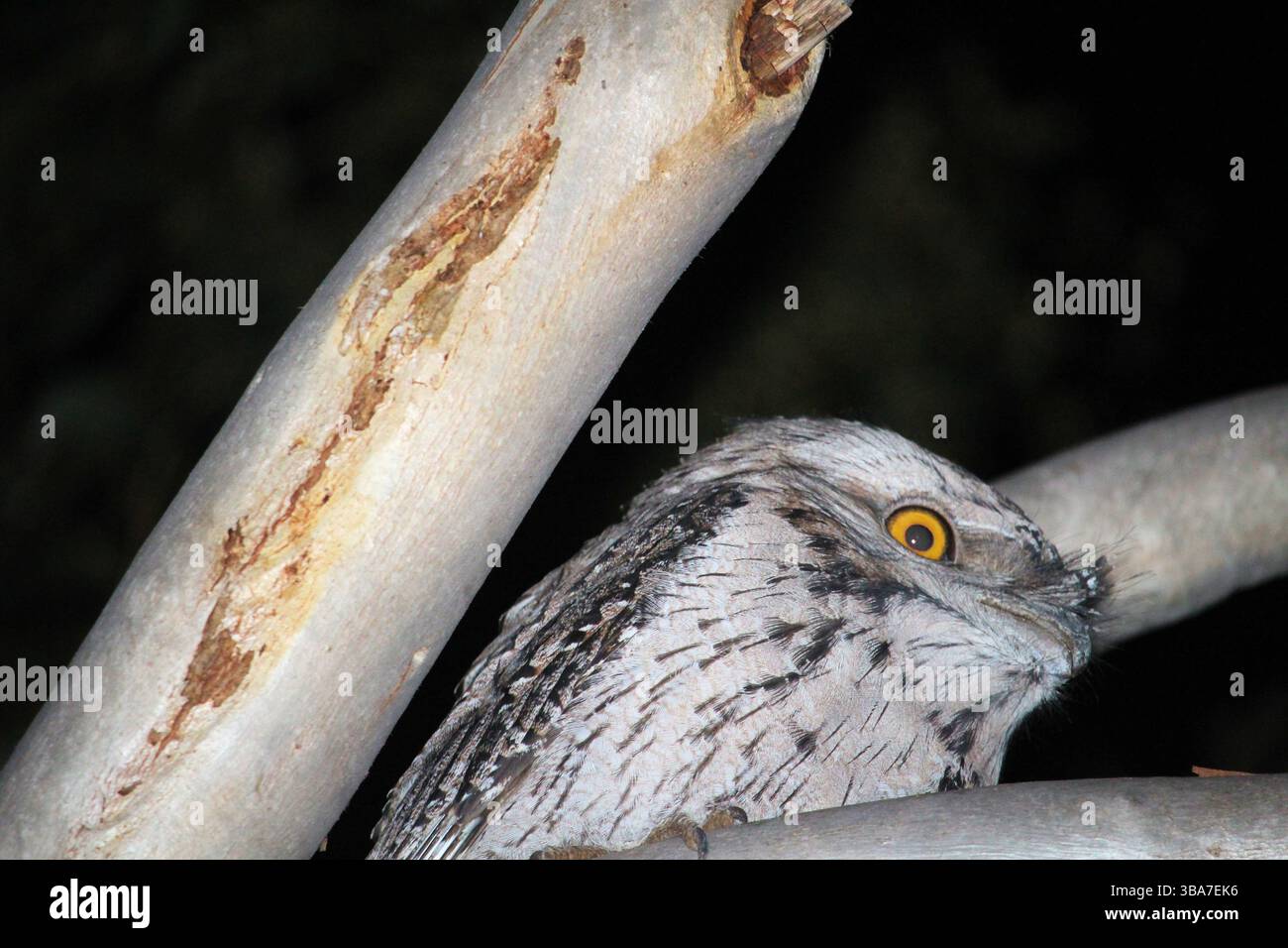 Tawny frogmouth (Podargus strigoides) at night, South Australia Stock ...