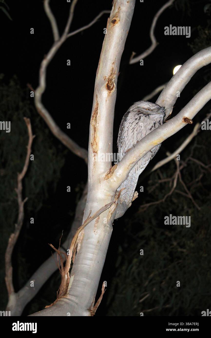 Tawny frogmouth (Podargus strigoides) at night, South Australia Stock ...