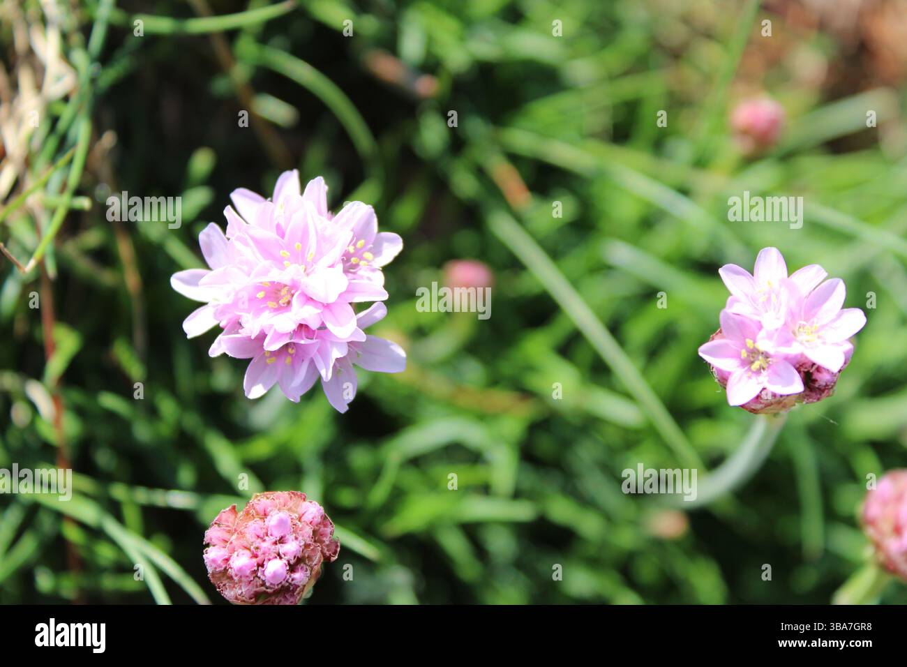 Sea pink wildflowers closeup at the Cliffs of Moher in Ireland Stock ...