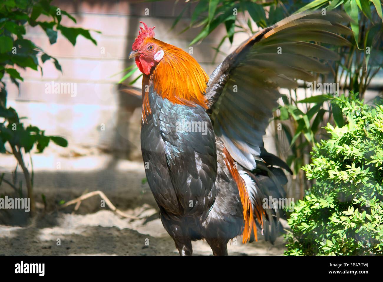 Colorful Rooster In The Sunlight, With Outstretched Wings, Surrounded ...
