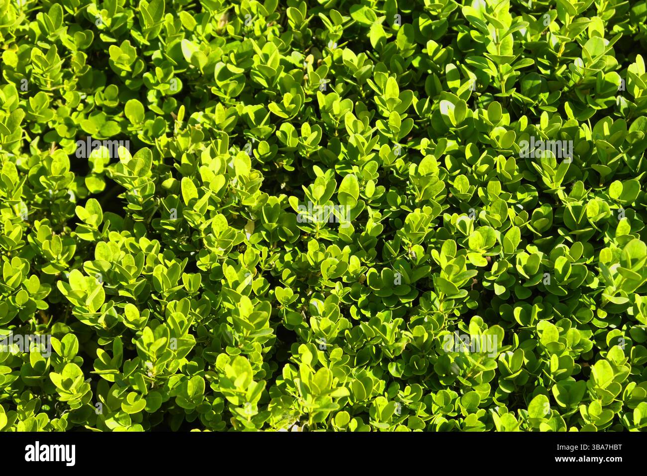 View of a Buxus sempervirens hedge Stock Photo - Alamy