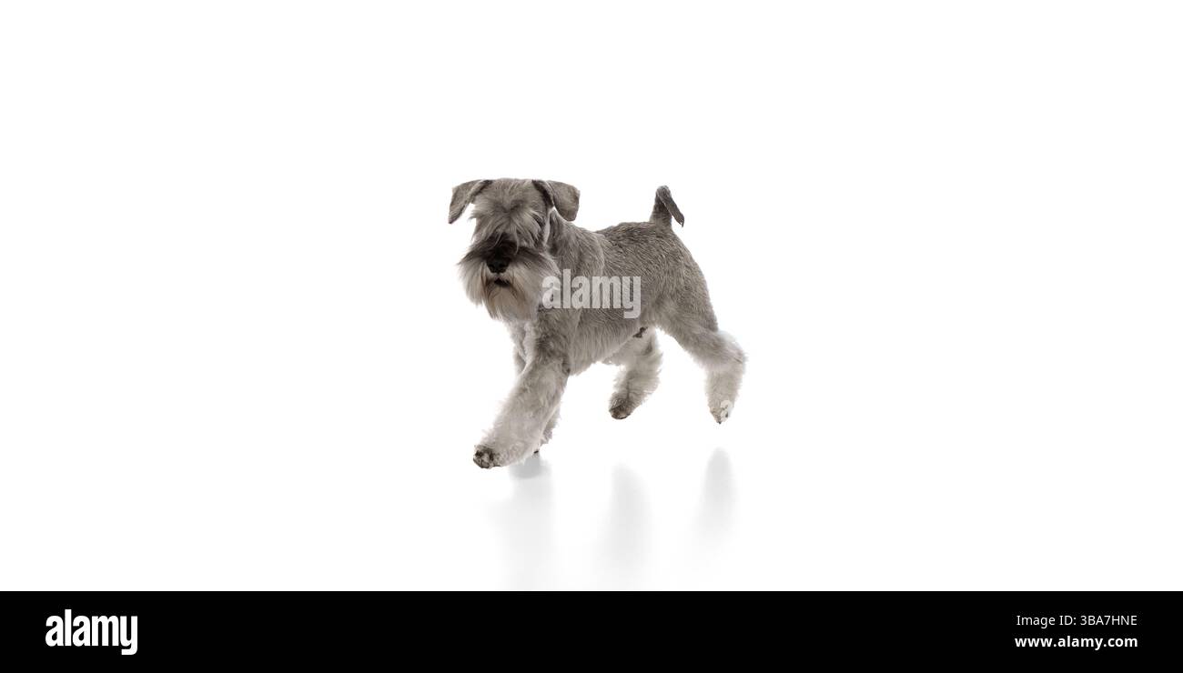 Adorable, well-groomed dog, purebred Miniature Schnauzer running ...