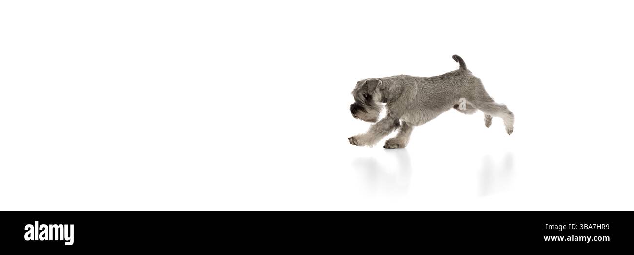 Adorable, active dog, purebred Miniature Schnauzer in motion, running ...