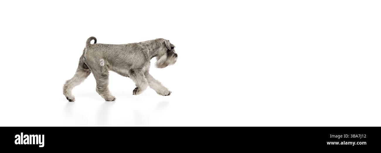 Side view image of purebred dog, Miniature Schnauzer in motion, calmly ...