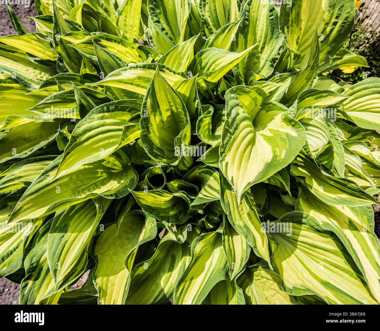 Hosta is a genus of plants commonly known as hostas, plantain lilies ...