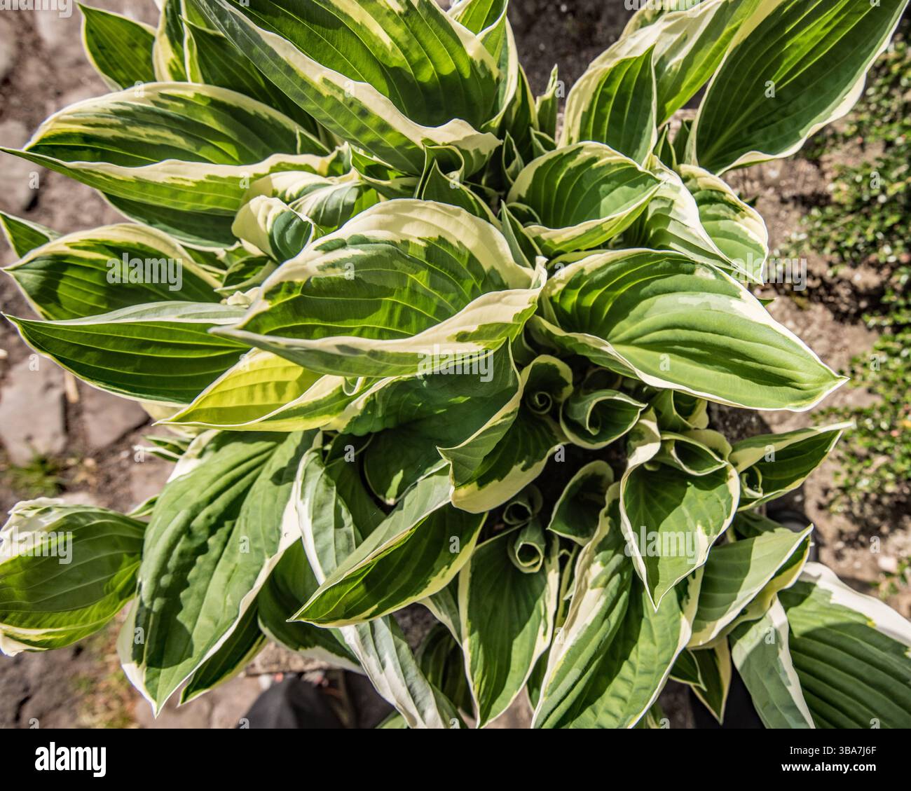 Hosta is a genus of plants commonly known as hostas, plantain lilies ...