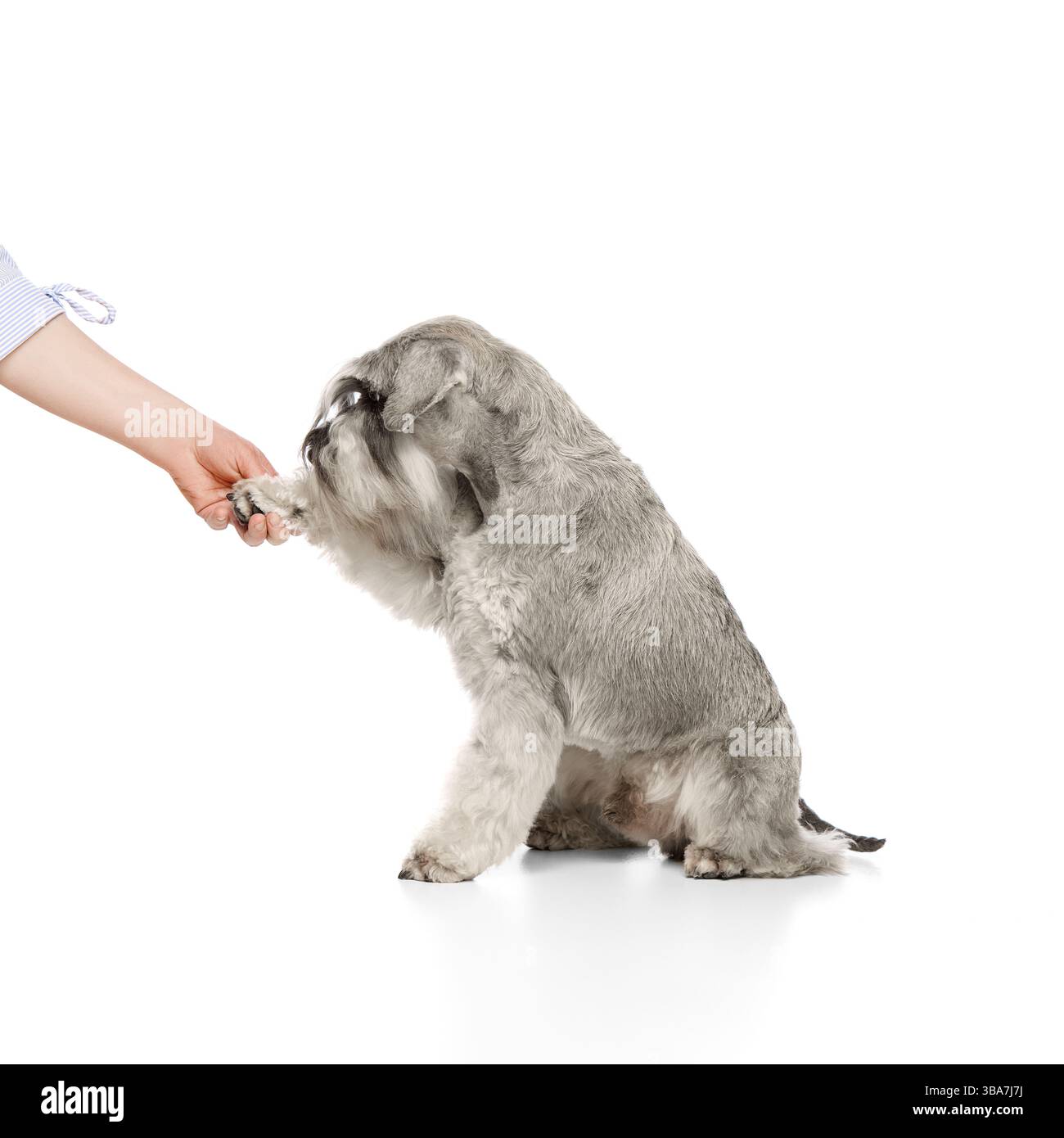 Trained Miniature Schnauzer dog sitting and giving paw to person ...