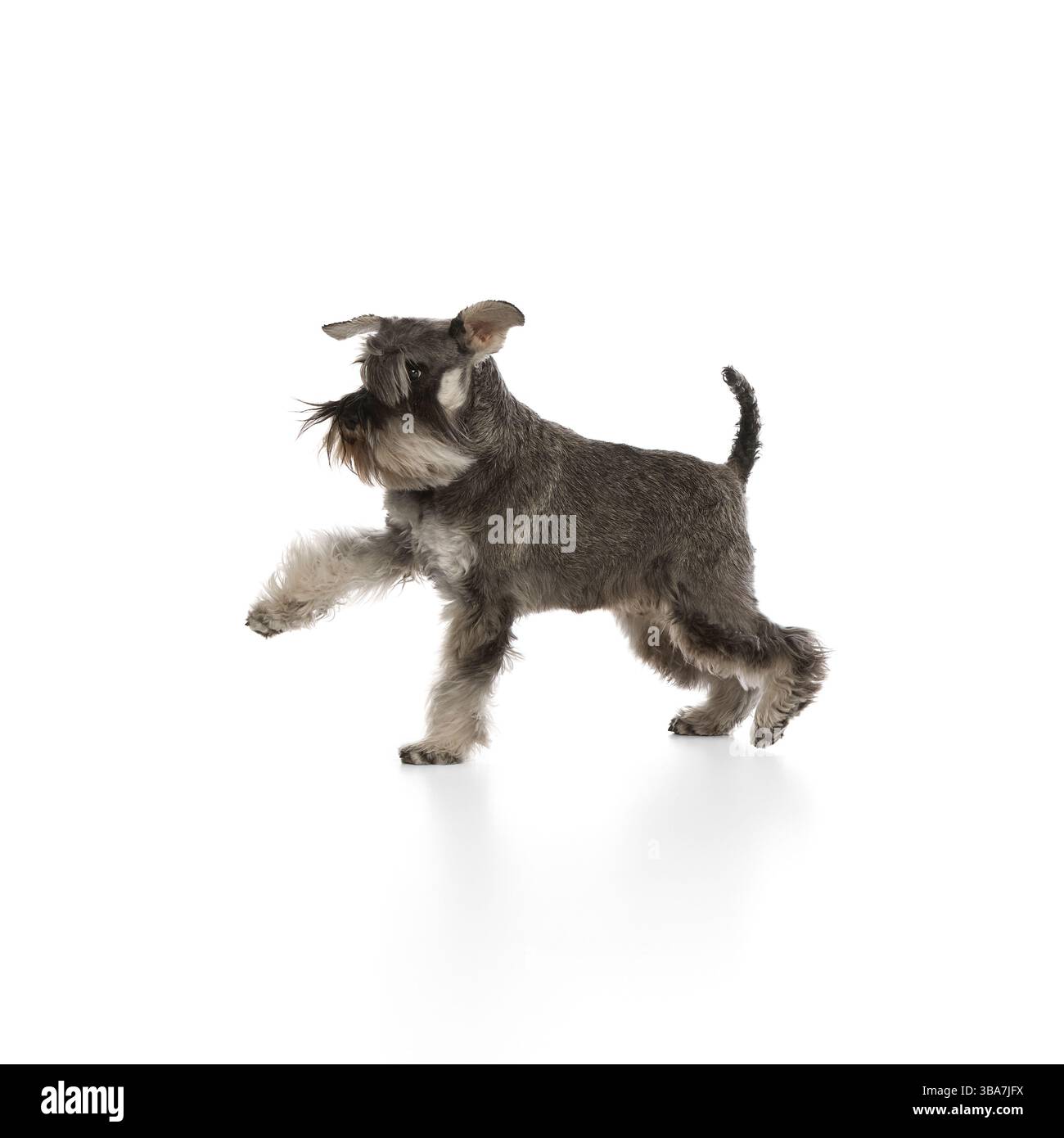 Dynamic image of playful, purebred dog, Miniature Schnauzer in motion ...