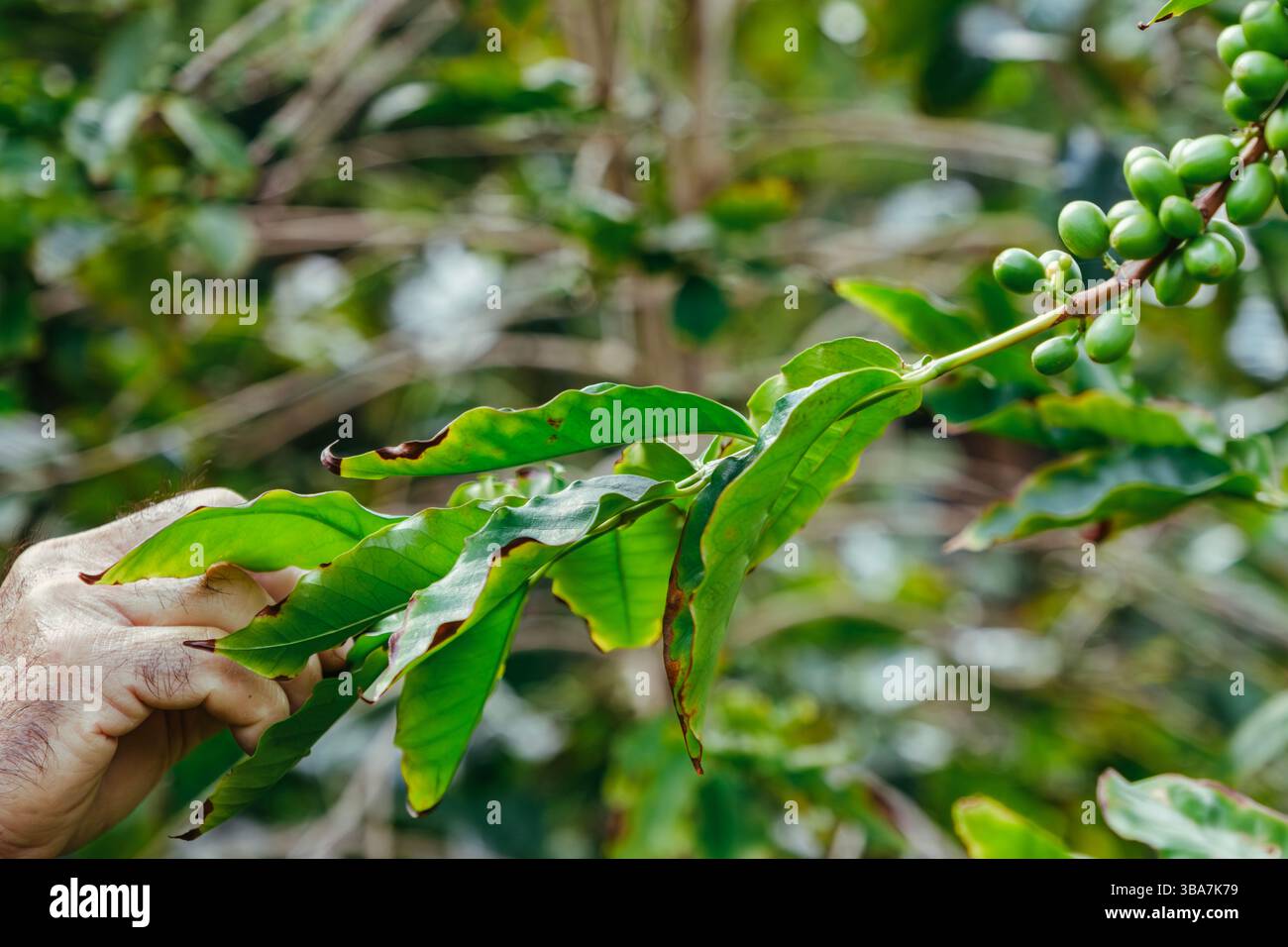 A close-up shot showcasing developing green coffee beans on a branch ...