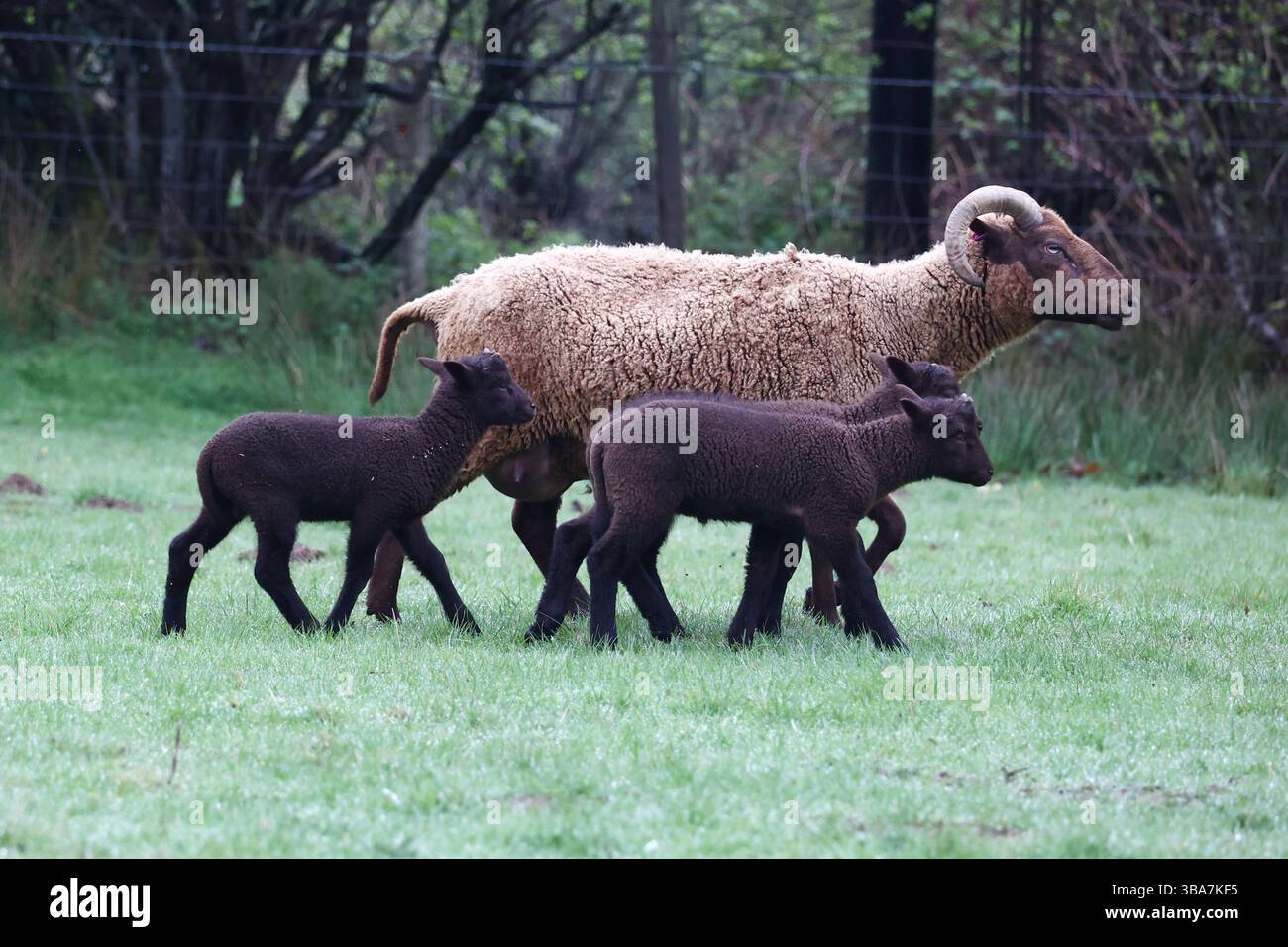 Bridford, Devon, UK. 19th April, 2025. Manx Loaghtan Lamb with ewe at ...