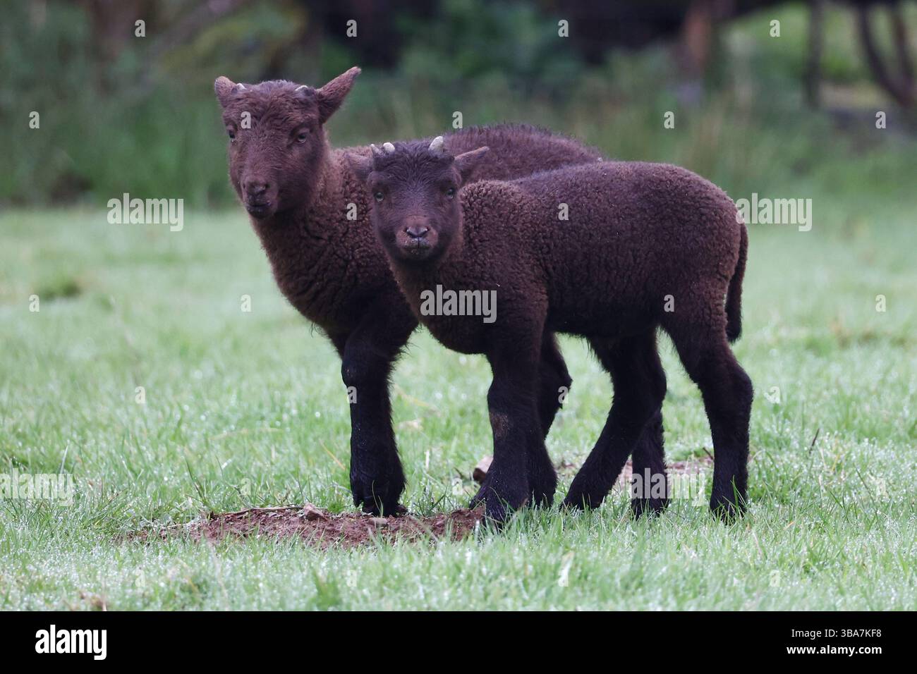 Bridford, Devon, UK. 19th April, 2025. Manx Loaghtan Lamb at Shooting ...