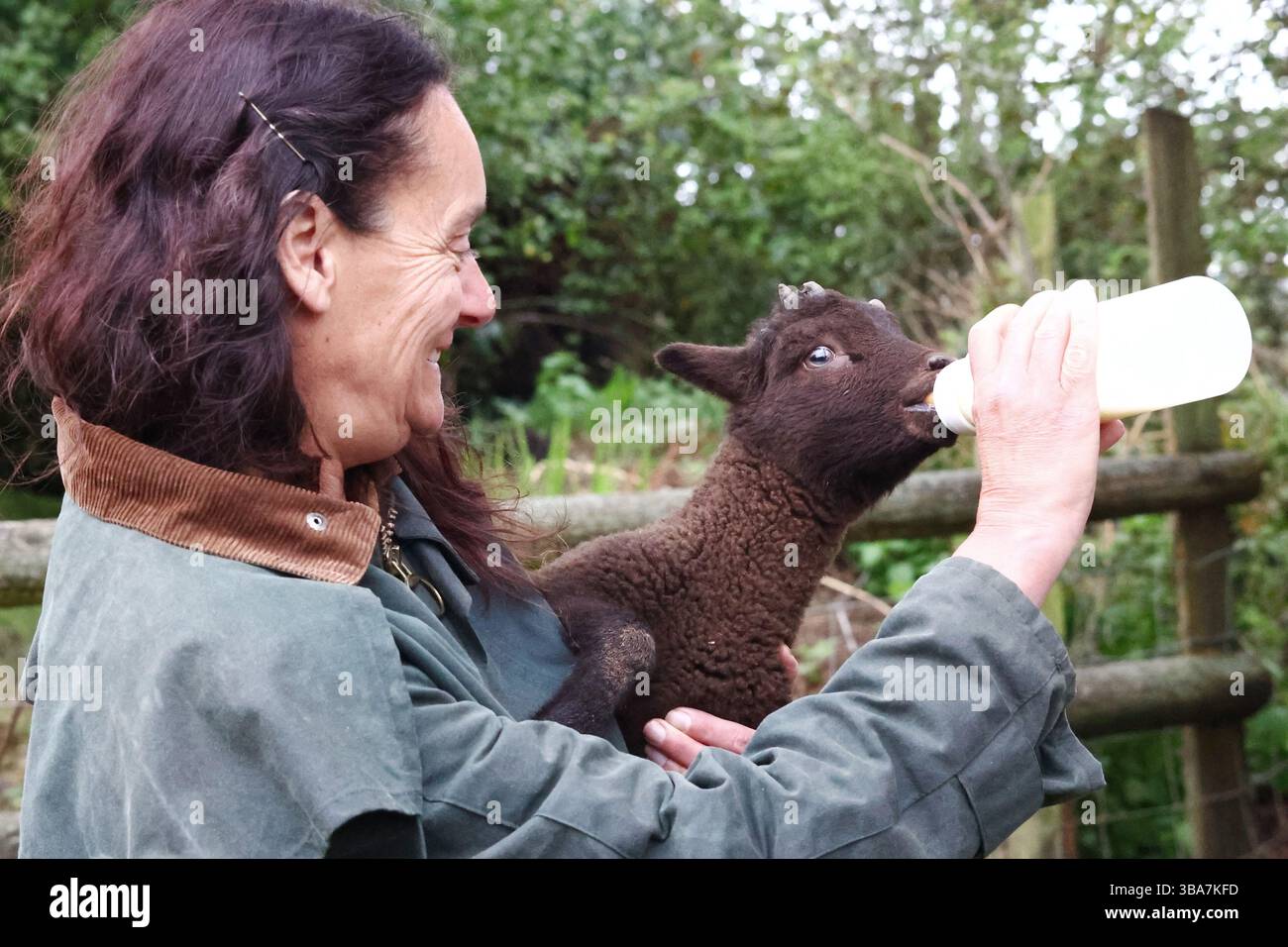 Bridford, Devon, UK. 19th April, 2025. Manx Loaghtan Lamb being hand ...