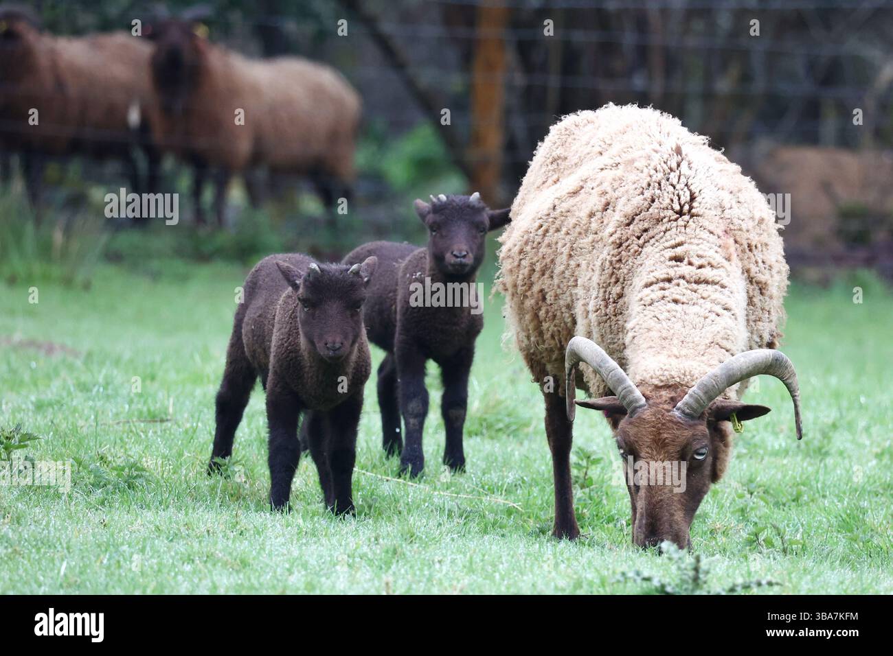 Bridford, Devon, UK. 19th April, 2025. Manx Loaghtan Lamb with ewe at ...