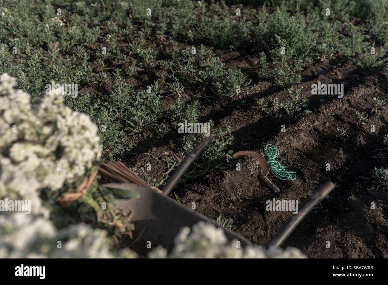 Sickle and rope on the field during the wallflower harvest. Concept of ...