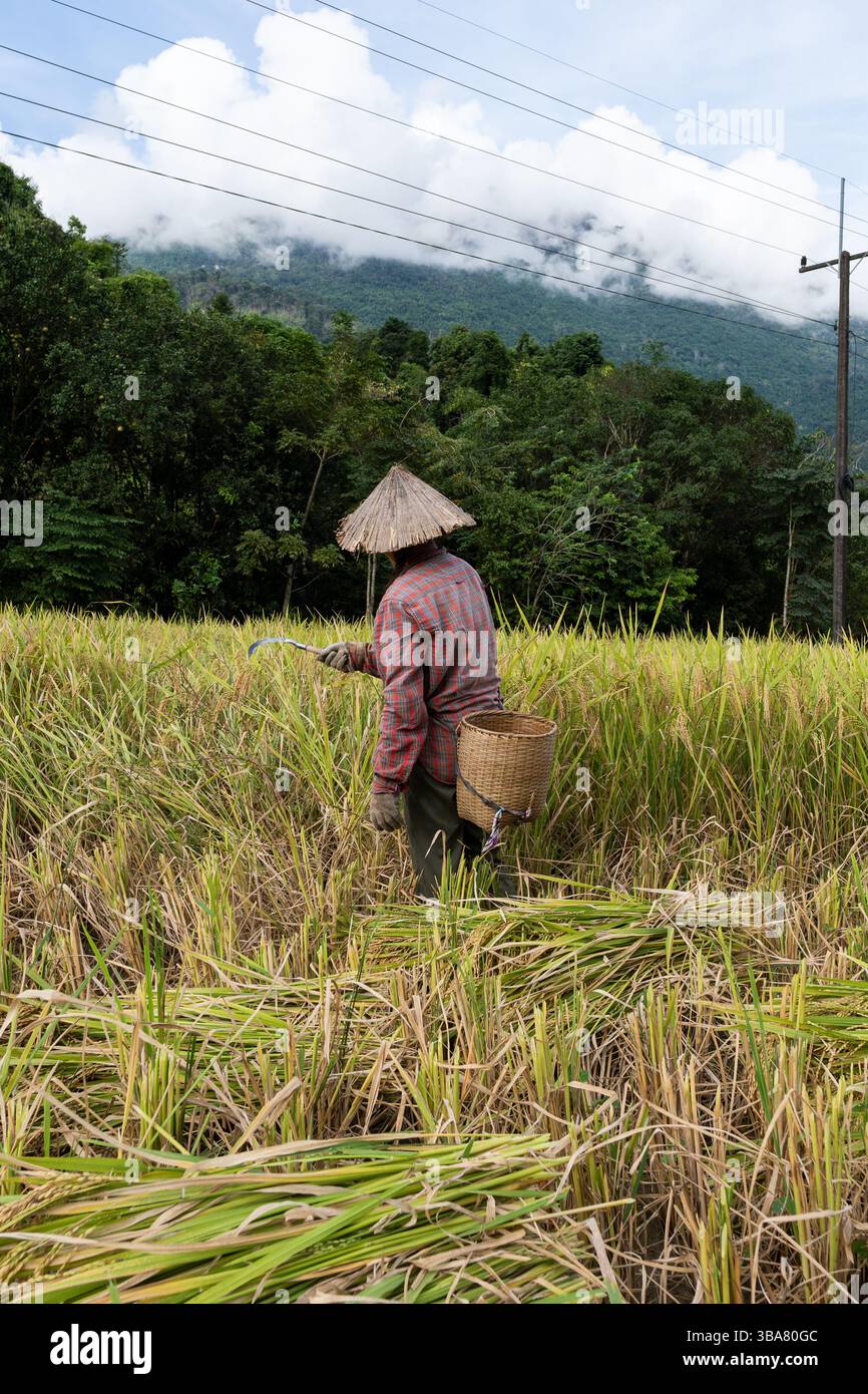 Lao female farmer using sickle in cutting rice crops in rice field ...