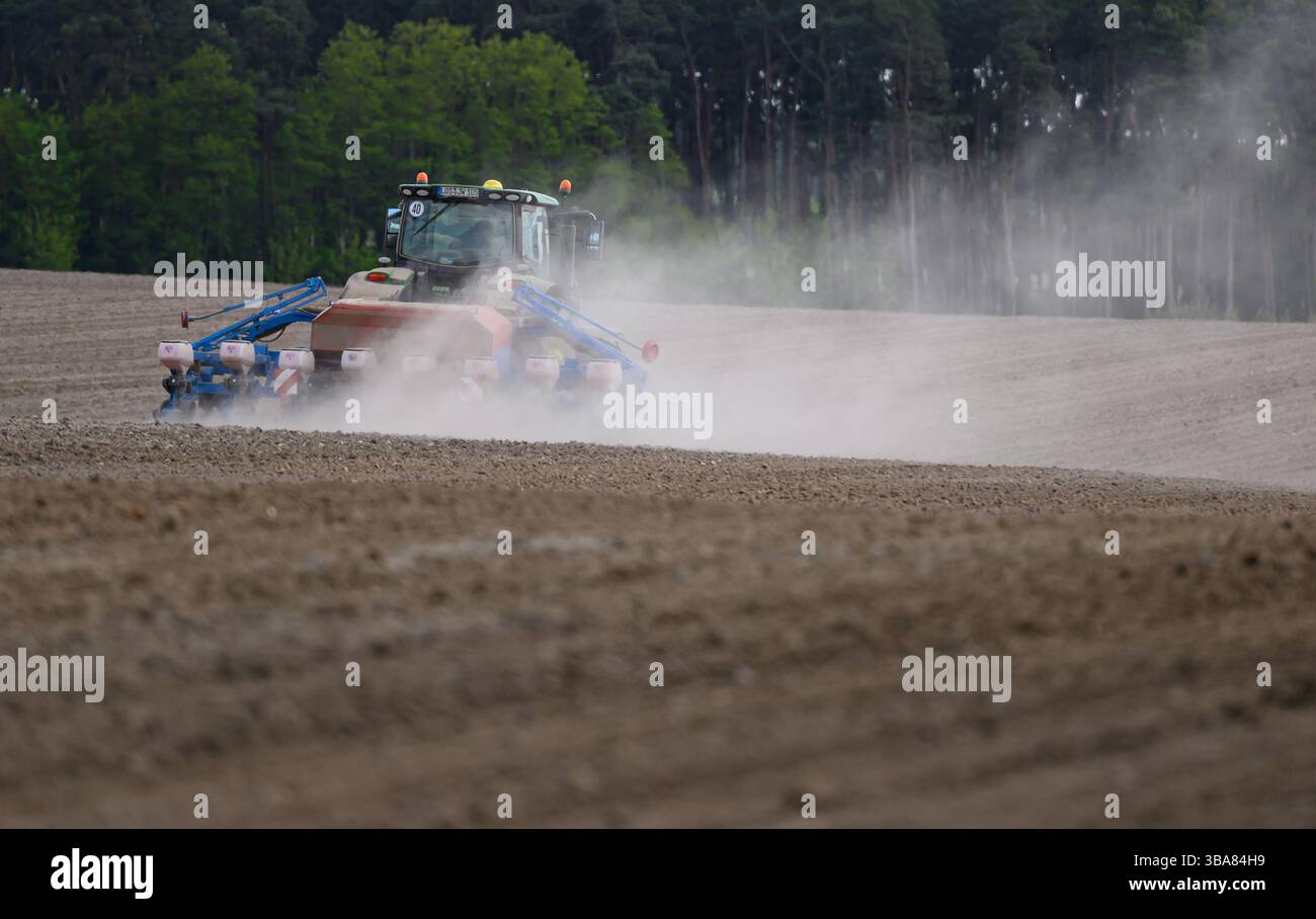 Briesen, Germany. 12th May, 2025. A farmer drills corn into the dry ...