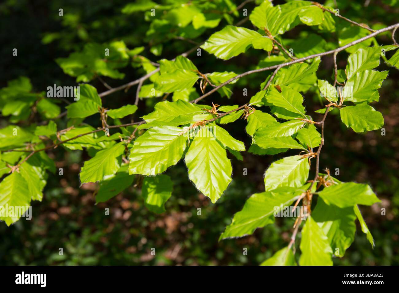 Fresh spring growth of the beech tree (Fagus sylvatica) a deciduous ...