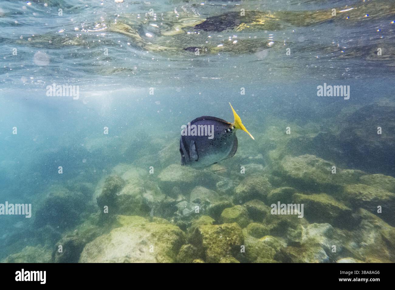 Razor surgeonfish (Prionurus laticlavius), underwater, Galapagos ...