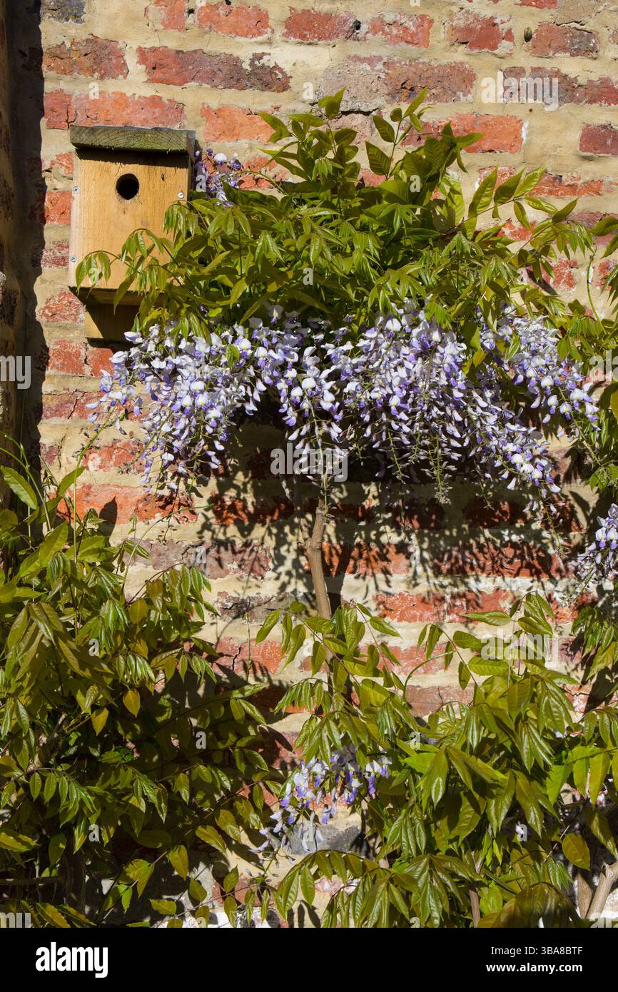 A wooden bird nesting box on a brick garden wall with a flowering ...