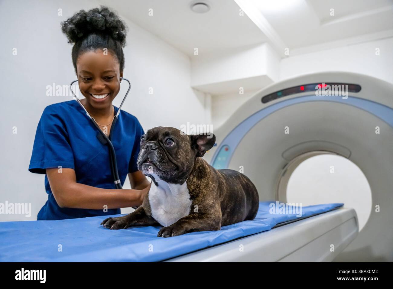 MRI for dog. Dark-skinned veterinarian examining a dog before having ...