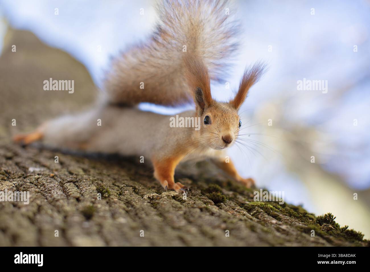 Squirrel on a tree in a natural habitat Stock Photo - Alamy